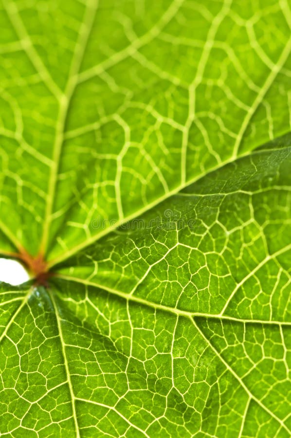 Aspen Leaf stock image. Image of health, leaf, spring - 5337859