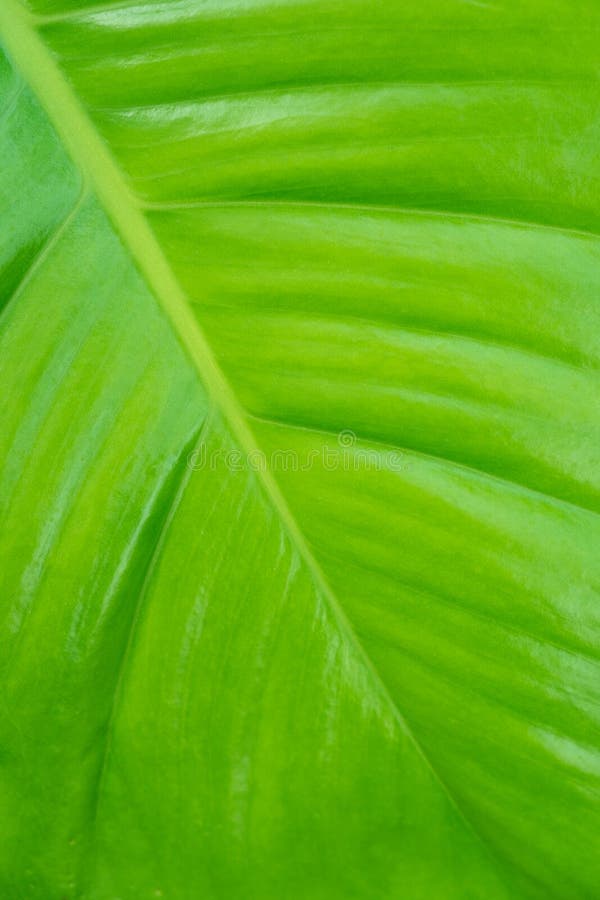 Green Leaf Texture Background Stock Image - Image of detail, health ...