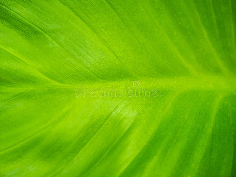 969,419 Green Leaf Texture Background Stock Photos - Free & Royalty-Free Stock Photos from ...