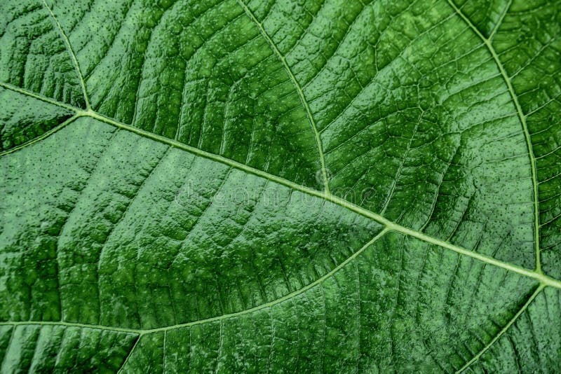 Fresh Green Leaf Texture Background Stock Photo - Image of detail ...