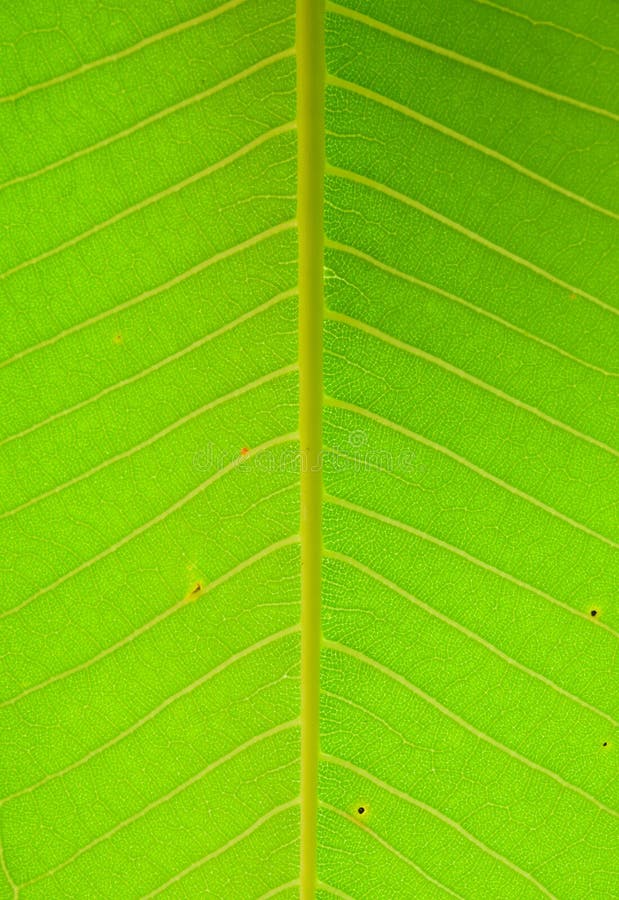 Green leaf texture stock photo. Image of bright, leaf - 93793182