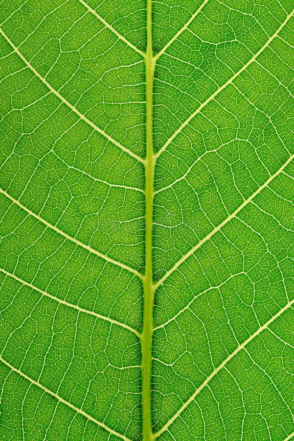 Green Leaf Background Texture
