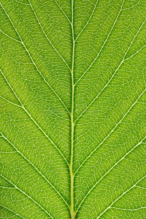 Green Leaf Texture Background with Light Behind. High Resolution Photo ...