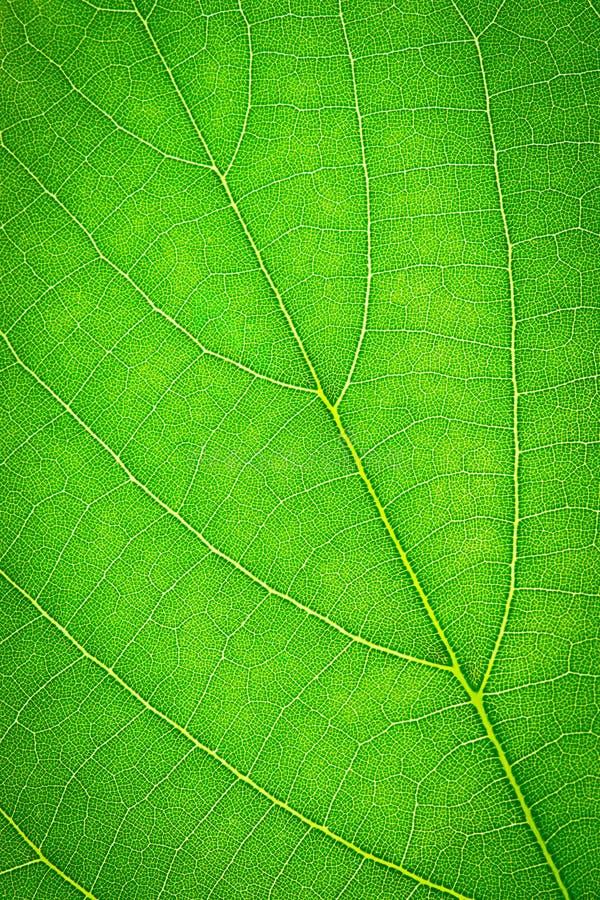 Green Leaf, Texture Background, Macro Stock Image - Image of background ...