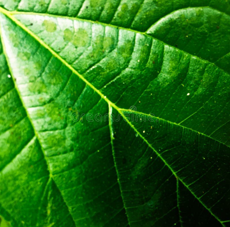 Green Leaf Texture Background. Wallpaper for Design, Closeup View Stock ...