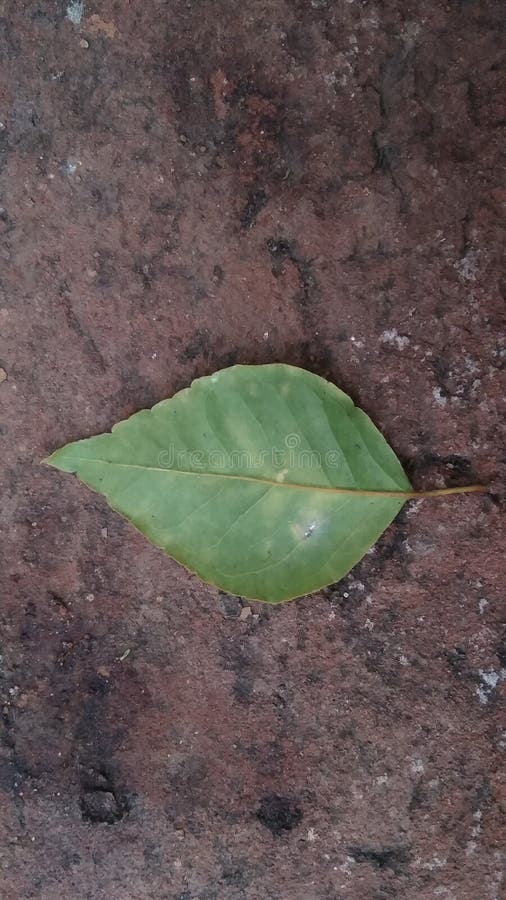 A GREEN LEAF TEXTURE in a BRICK SURFACE Stock Photo - Image of trunk ...