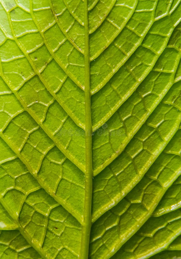 Thin green tree stock image. Image of large, individual - 35137519