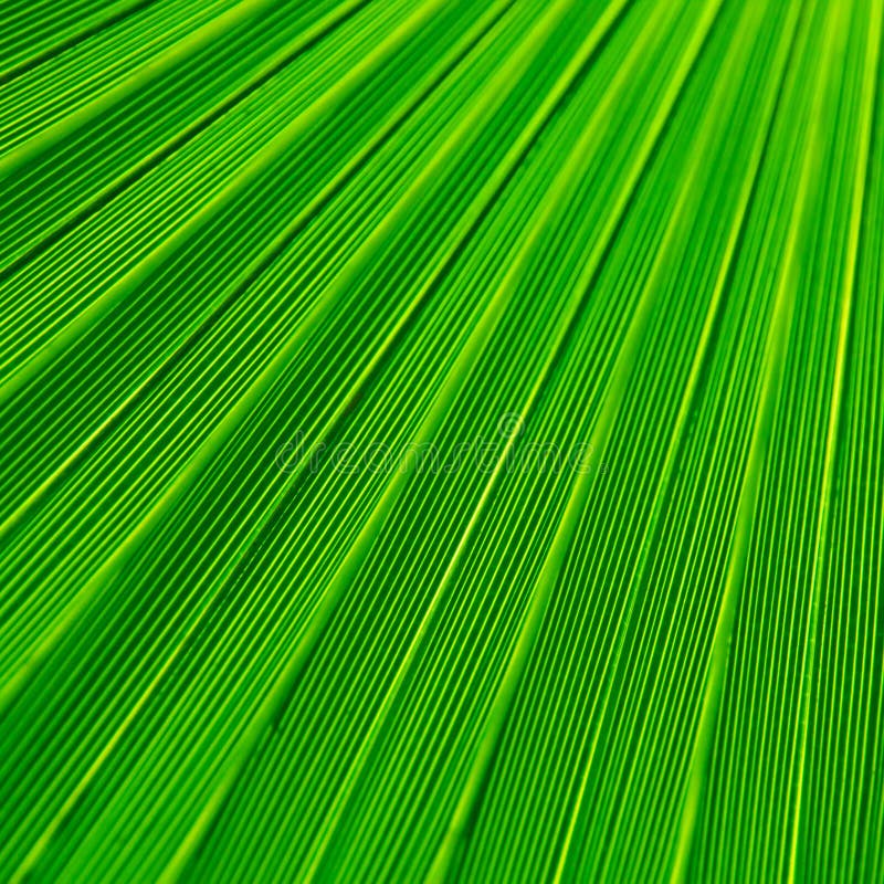 Green Leaf Texture Close-up, Filled Square Background Stock Image ...