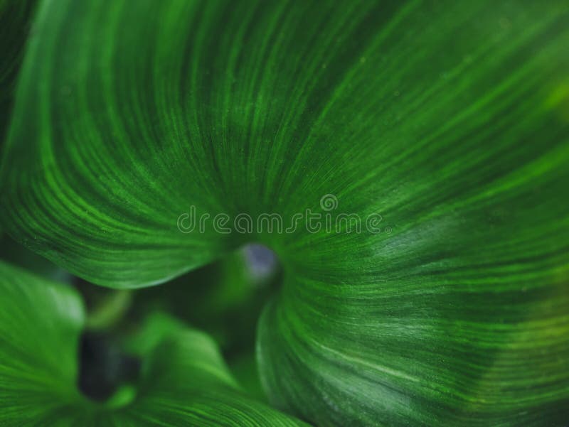 Green Leaf Texture Close Up Outdoor Nature Abstract Background Stock ...