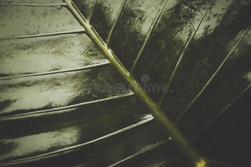 Green Leaf Texture with Dark Filter Effect Stock Image - Image of ...