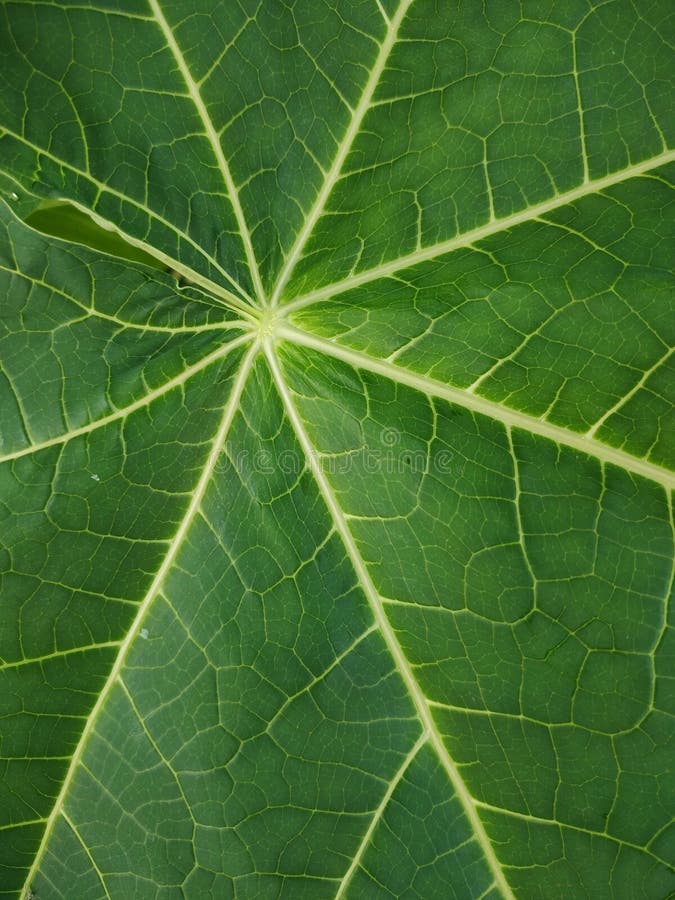 Green Leaf Texture and Leaf Fiber Structure Stock Image - Image of ...