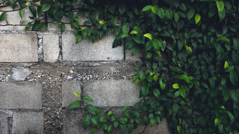 Green Leaf Texture and Leaves on the Wall Stock Image - Image of ...