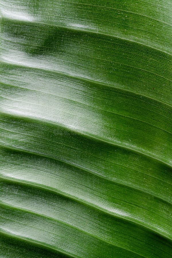 Green Leaf Texture with Lines, Natural Background Stock Photo - Image ...