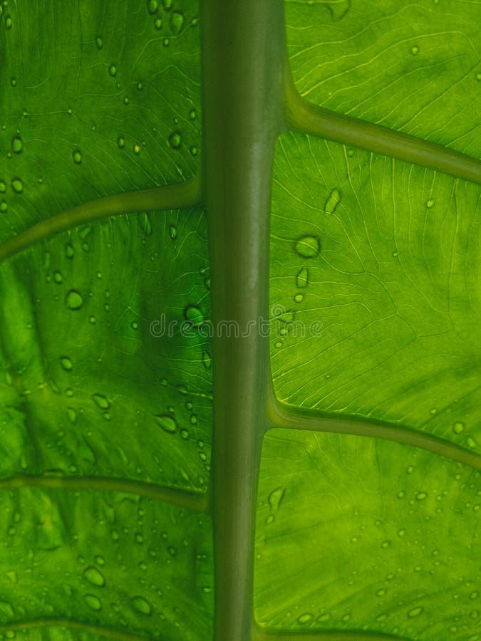 Detailed leaf texture stock image. Image of plant, texture - 264196049