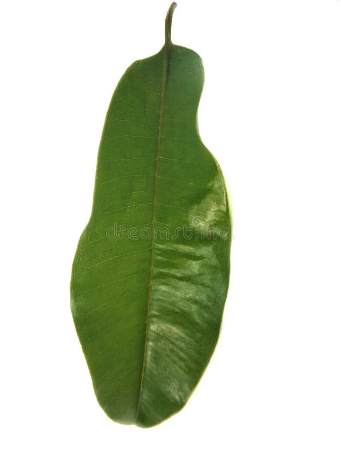 Green Leaf texture stock image. Image of game, materials - 135528795