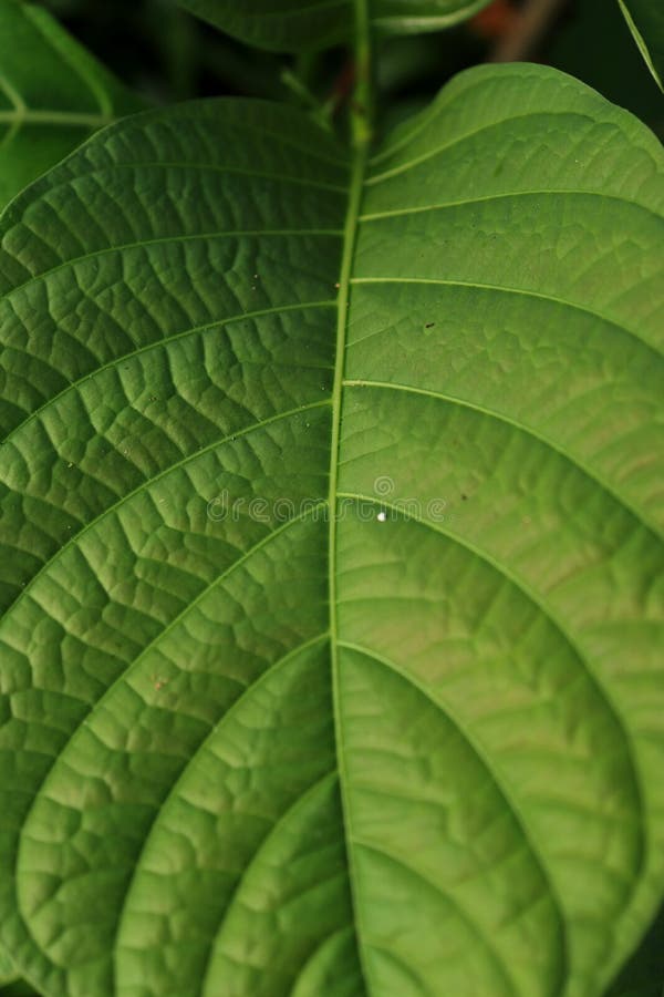Green Leaf Texture for Pattern and Background, Tropical Leaves ...