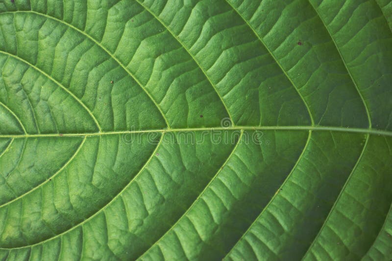 Green Leaf Texture for Pattern and Background, Tropical Leaves ...