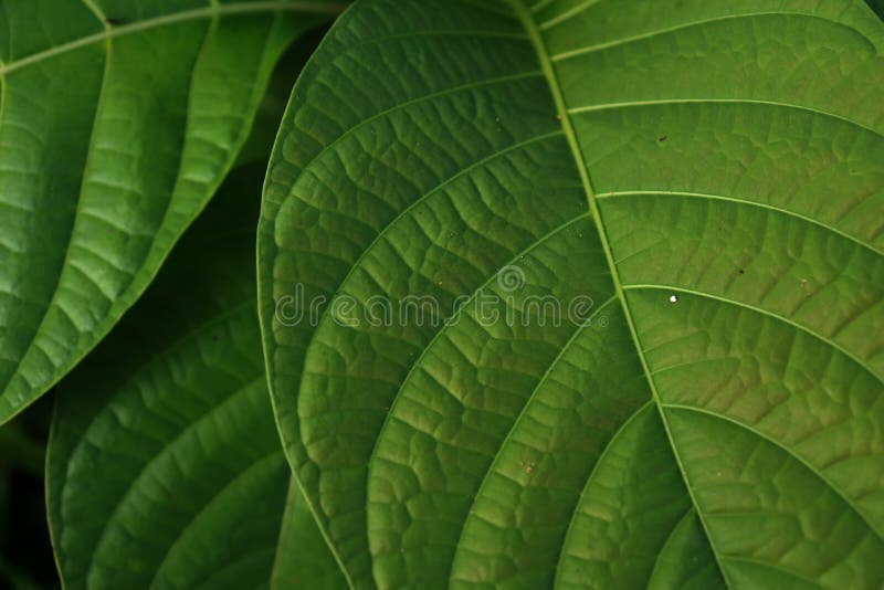 Green Leaf Texture for Pattern and Background, Tropical Leaves ...