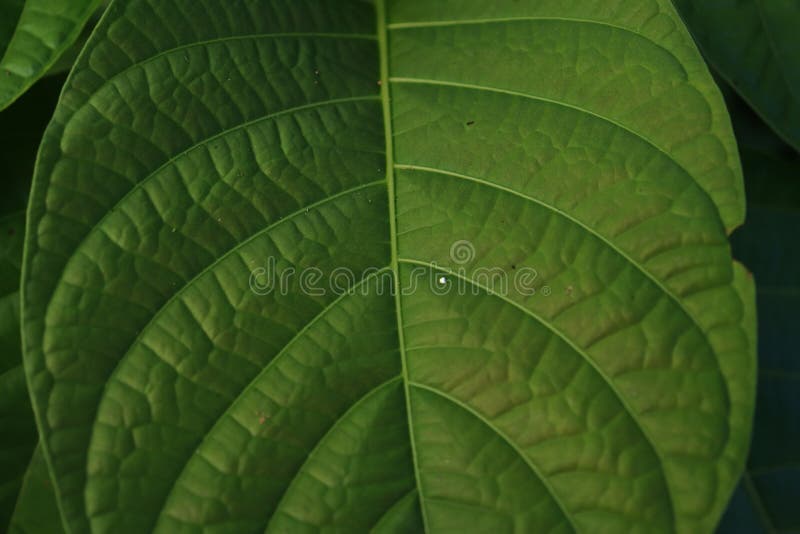 Green Leaf Texture for Pattern and Background, Tropical Leaves ...