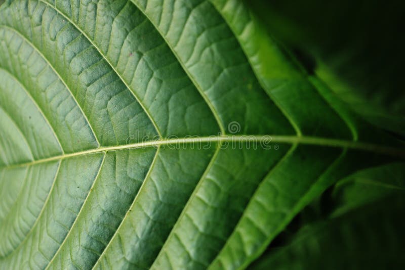 Green Leaf Texture for Pattern and Background, Tropical Leaves ...