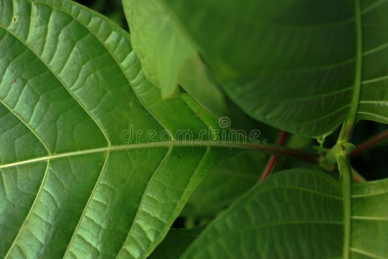Green Leaf Texture for Pattern and Background, Tropical Leaves ...