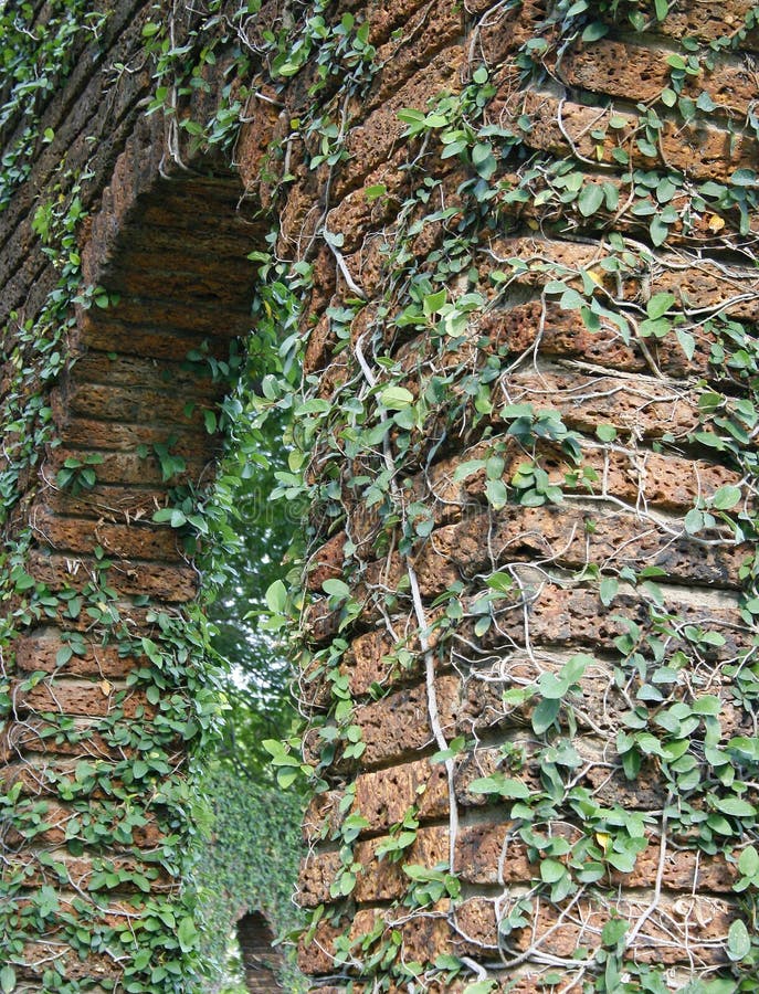 Green leaf texture stock image. Image of environment - 41014669