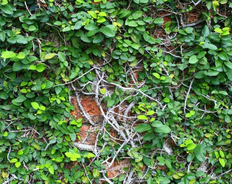 Green leaf texture stock image. Image of backdrop, greenery - 41822575