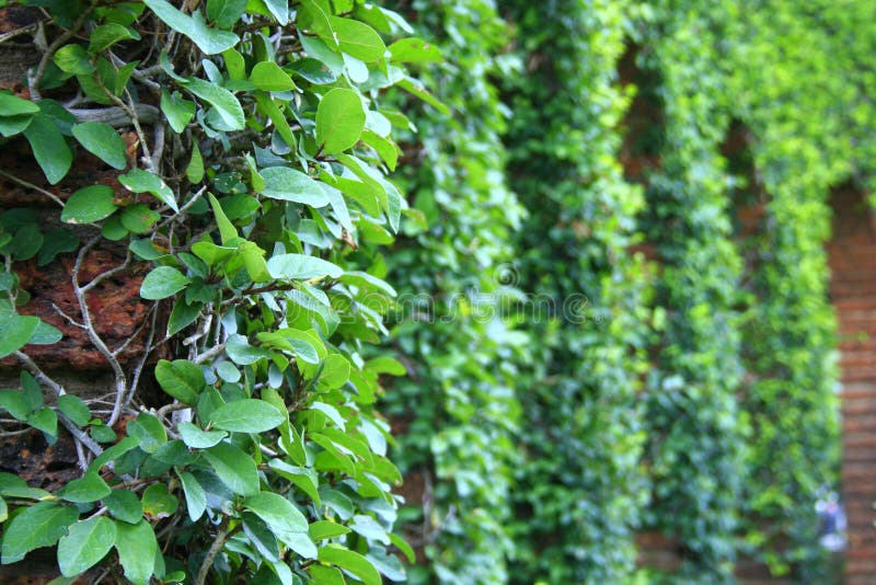 Green leaf texture stock image. Image of macro, concept - 41822581