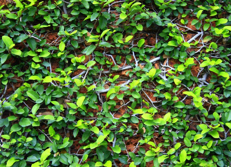 Green leaf texture stock image. Image of growth, flora - 41822591