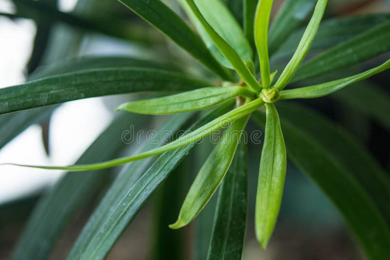 Green Plant with Narrow Leaves, Selective Focus Stock Image - Image of ...
