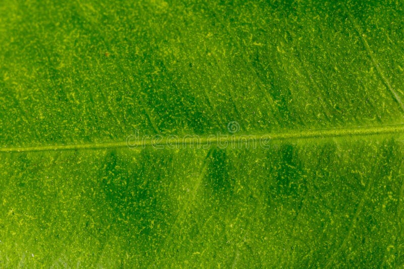Green Leaf Texture of Tangerine Tree Stock Image - Image of asymmetry ...