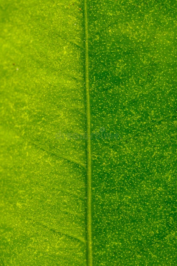 Green Leaf Texture of Tangerine Tree Stock Photo - Image of beautiful ...