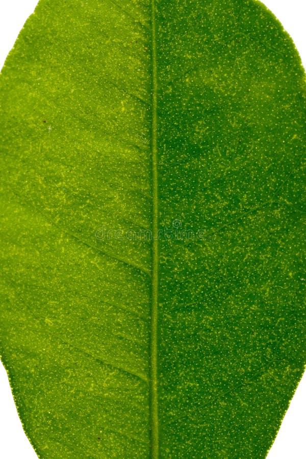 Green Leaf Texture of Tangerine Tree Stock Image - Image of closeup ...