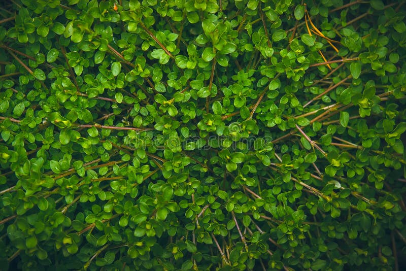 Green Leaf Texture, Water Lily Background Stock Photo - Image of ...