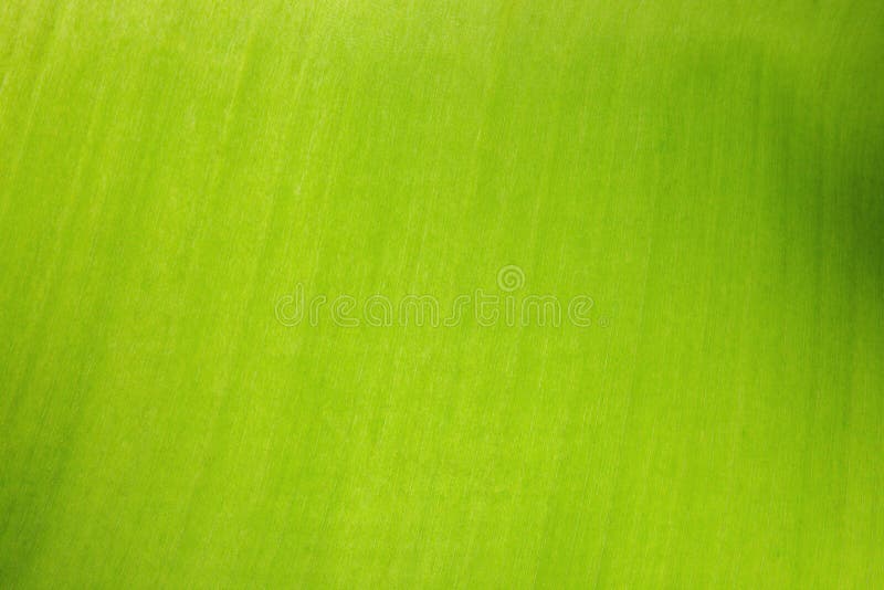 Green Leaf Textured with Structure and Grain, Close-up Stock Photo ...