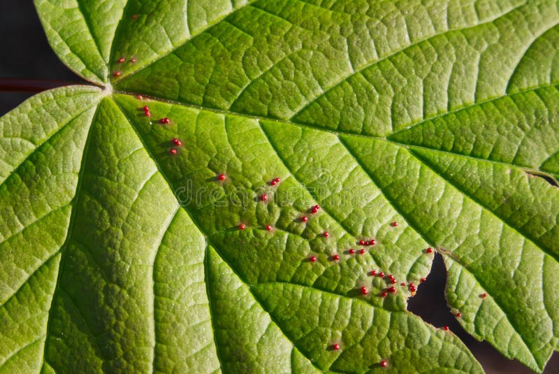 Green Leaf with Tiny Red Bug Eggs Stock Image - Image of eggs, natural ...