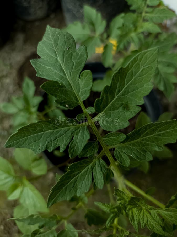 Green Leaf Tomato Tree in the Garden Stock Image - Image of gardening ...
