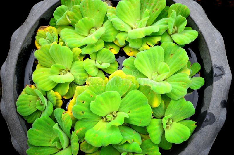 Green leaf top view stock image. Image of nature, leaf - 57157279