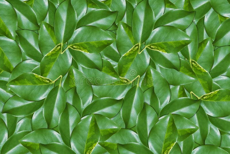 Green Leaf Top View Background Stock Photo - Image of tree, close ...