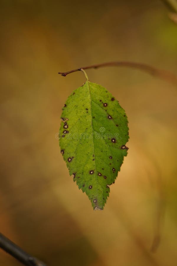 Branch Torn Off a Tree Trunk during a Storm Stock Photo - Image of ...
