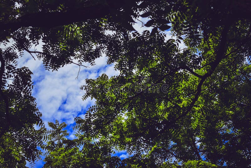 Green Leaf Tree Picture. Image: 119007976