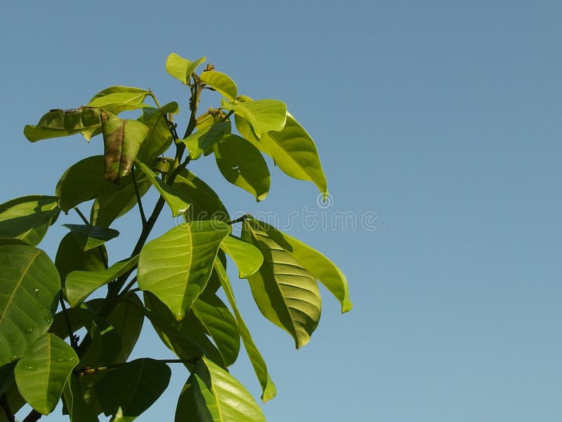 Green leaf stock photo. Image of leaf, natural, green - 111860828