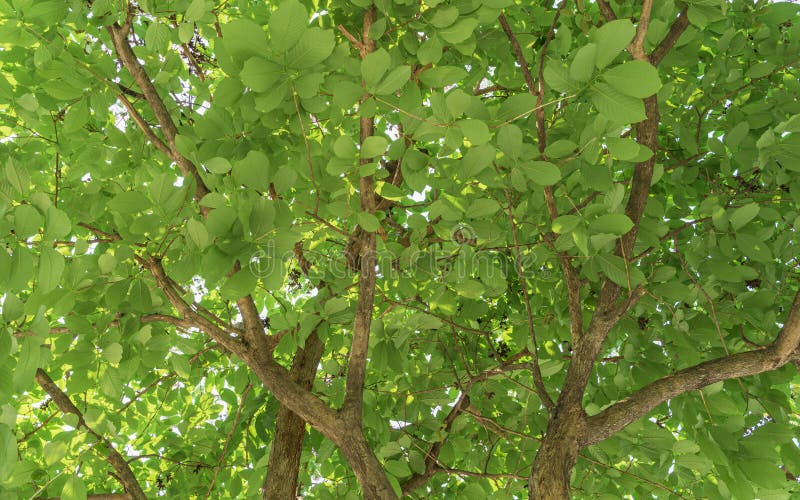 Oak Tree Bottom View Stem Branches Bark Natural Nature Leaves Stock ...