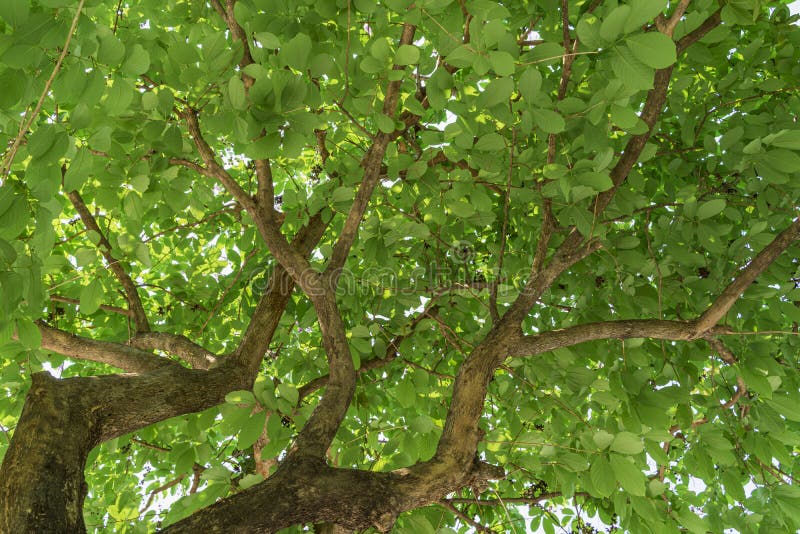 Green Leaf Tree Bottom View Background Stock Photo - Image of landscape ...
