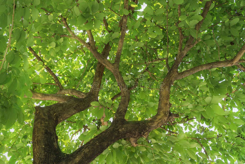 Oak Tree Bottom View Stem Branches Bark Natural Nature Leaves Stock ...