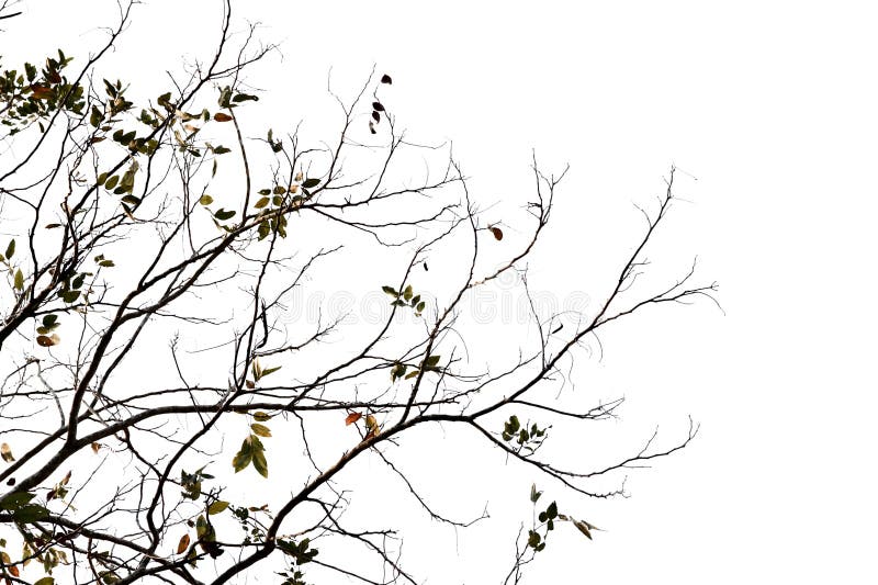 Tree Branch or Isolated on White Background and White Clipping Path ...