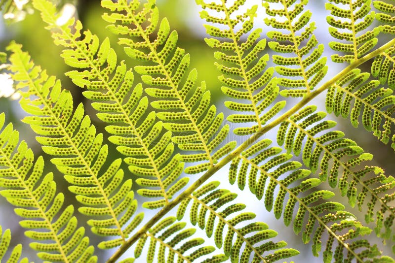 Green leaf tree cool stock photo. Image of palm, tree - 146003054