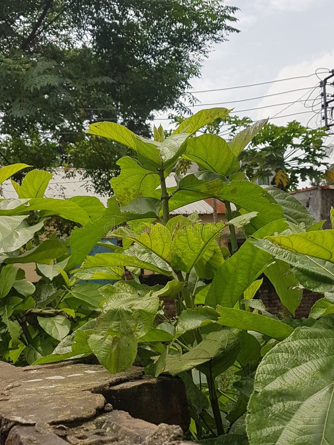 Green leaf tree stock image. Image of shrub, tree, agriculture - 228413875