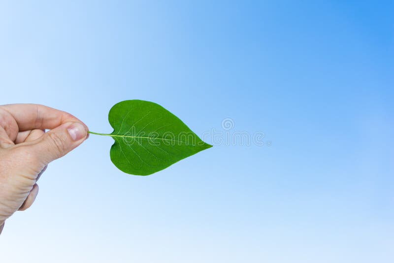 Leaf, Tree, Hand, Clip Art Picture. Image: 95607564