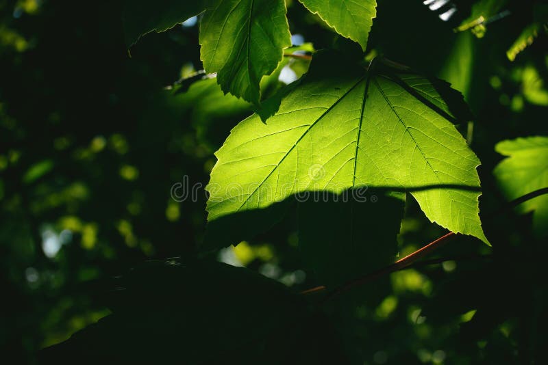 Green Leaf in Tree Illuminated with Warm Colorful Sun Stock Photo ...